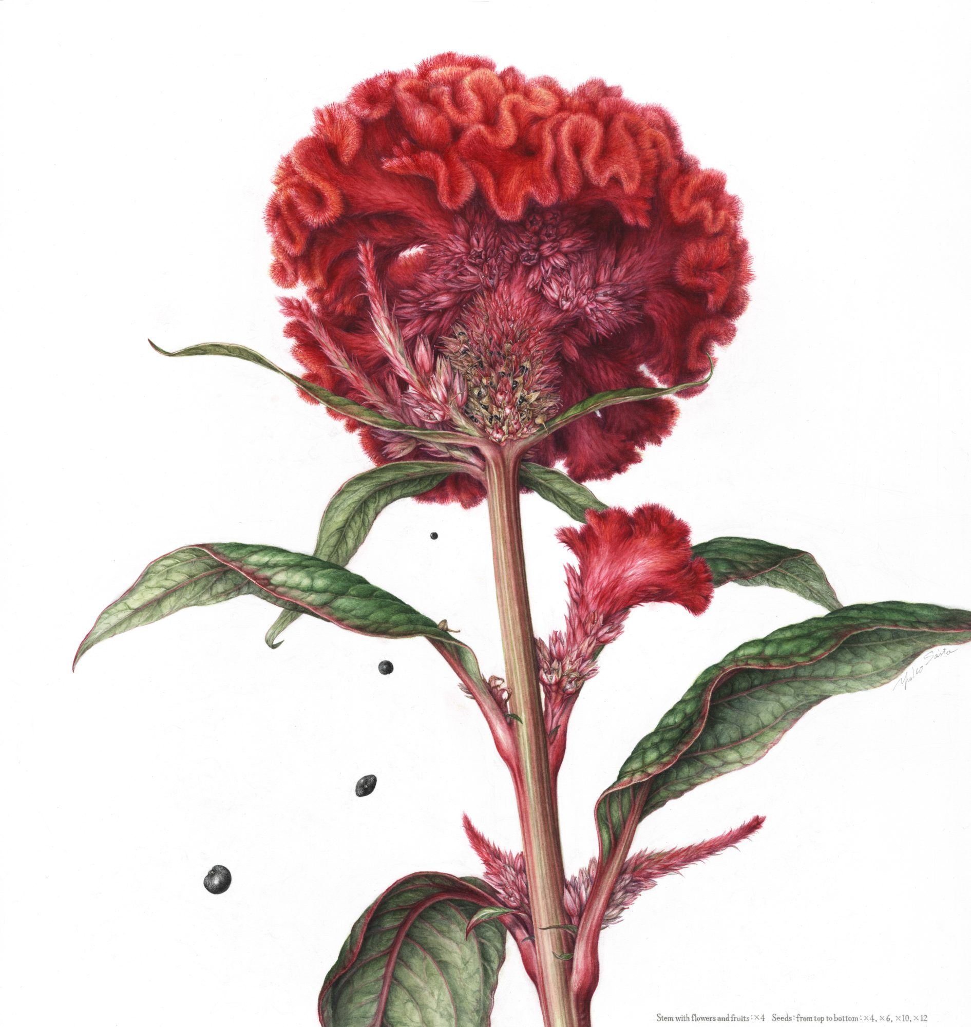 RHS brings world-class botanical art and photography to Saatchi Gallery